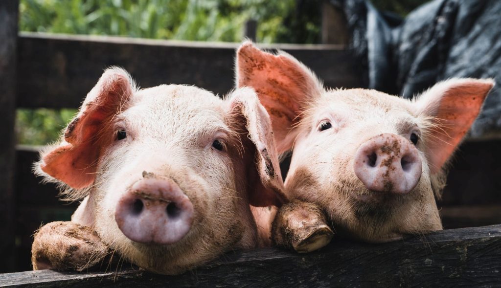 Mai multe controale la transportatorii de animale vii, mai ales în ...