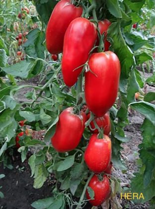 Important pentru legumicultori: răsaduri cu diverse soiuri de roșii la ...