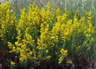 Zi de mare sărbătoare pentru români: Nașterea Sf. Ioan Botezătorul și ...