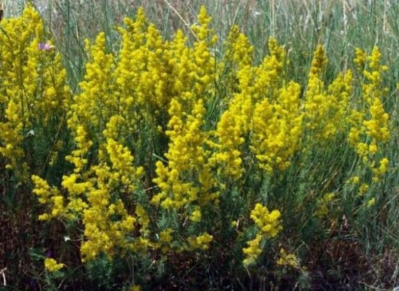 Zi de mare sărbătoare pentru români: Nașterea Sf. Ioan Botezătorul și ...